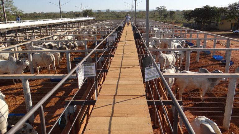 Quais os principais tipos de Curral para gado? - Panucci Pré-Moldados